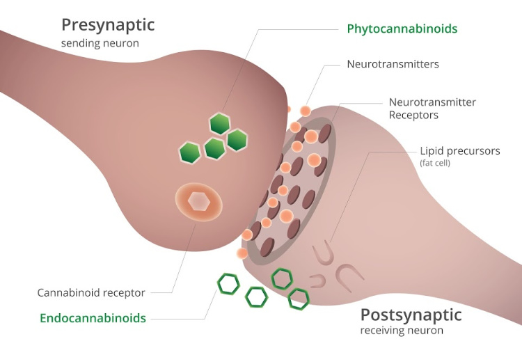 Learn How the Endocannabinoid System Works - February 2019